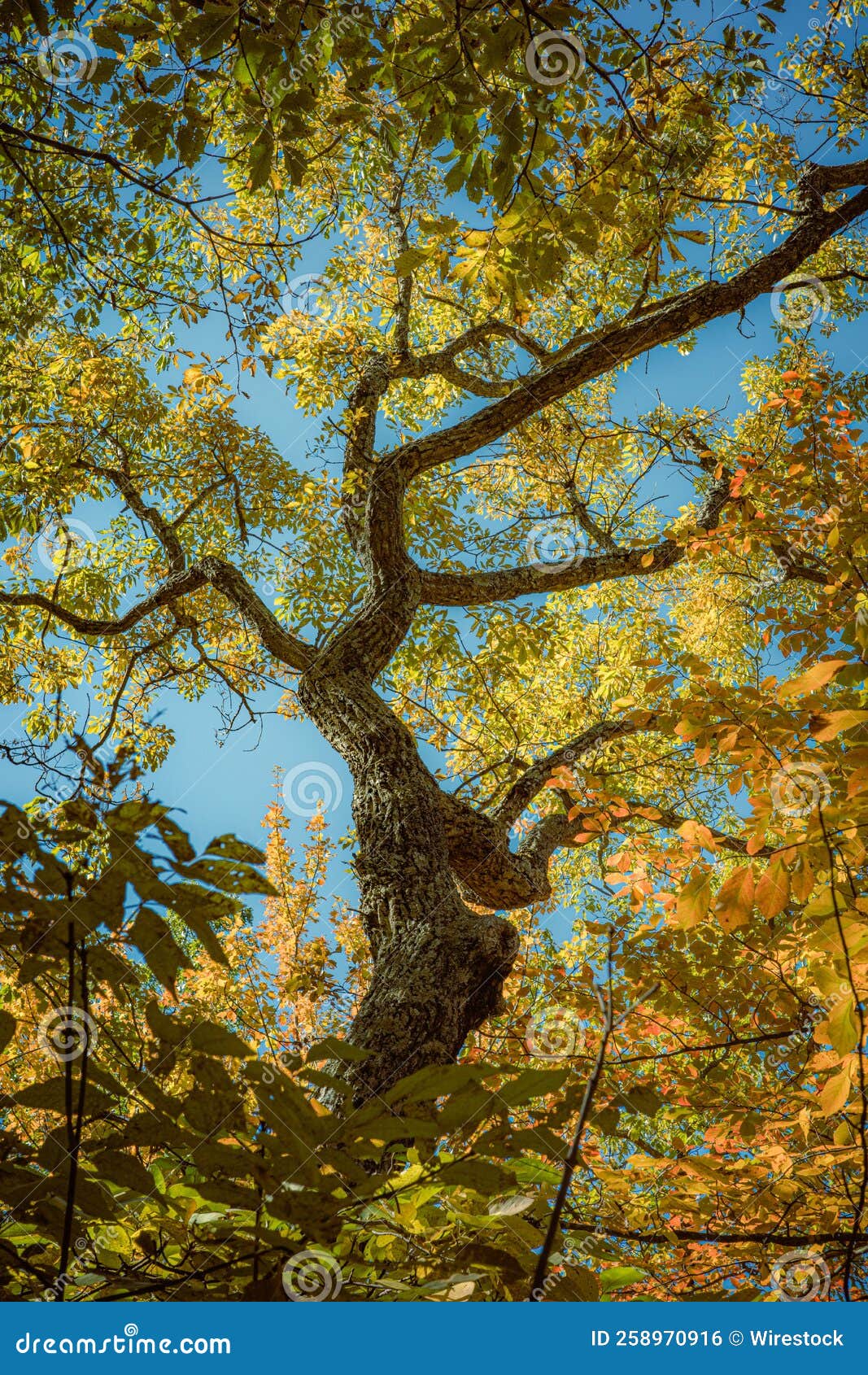 Low-angle Shot of an Autumn Tree on a Sunny Day Stock Photo - Image of ...