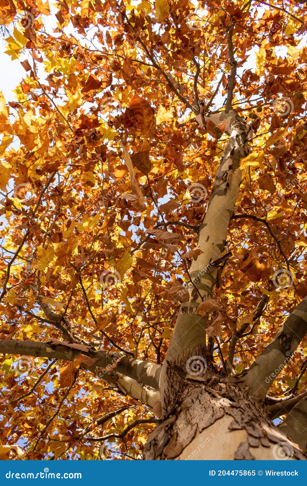 Low Angle Shot of Autumn Trees Stock Image - Image of season, fall ...