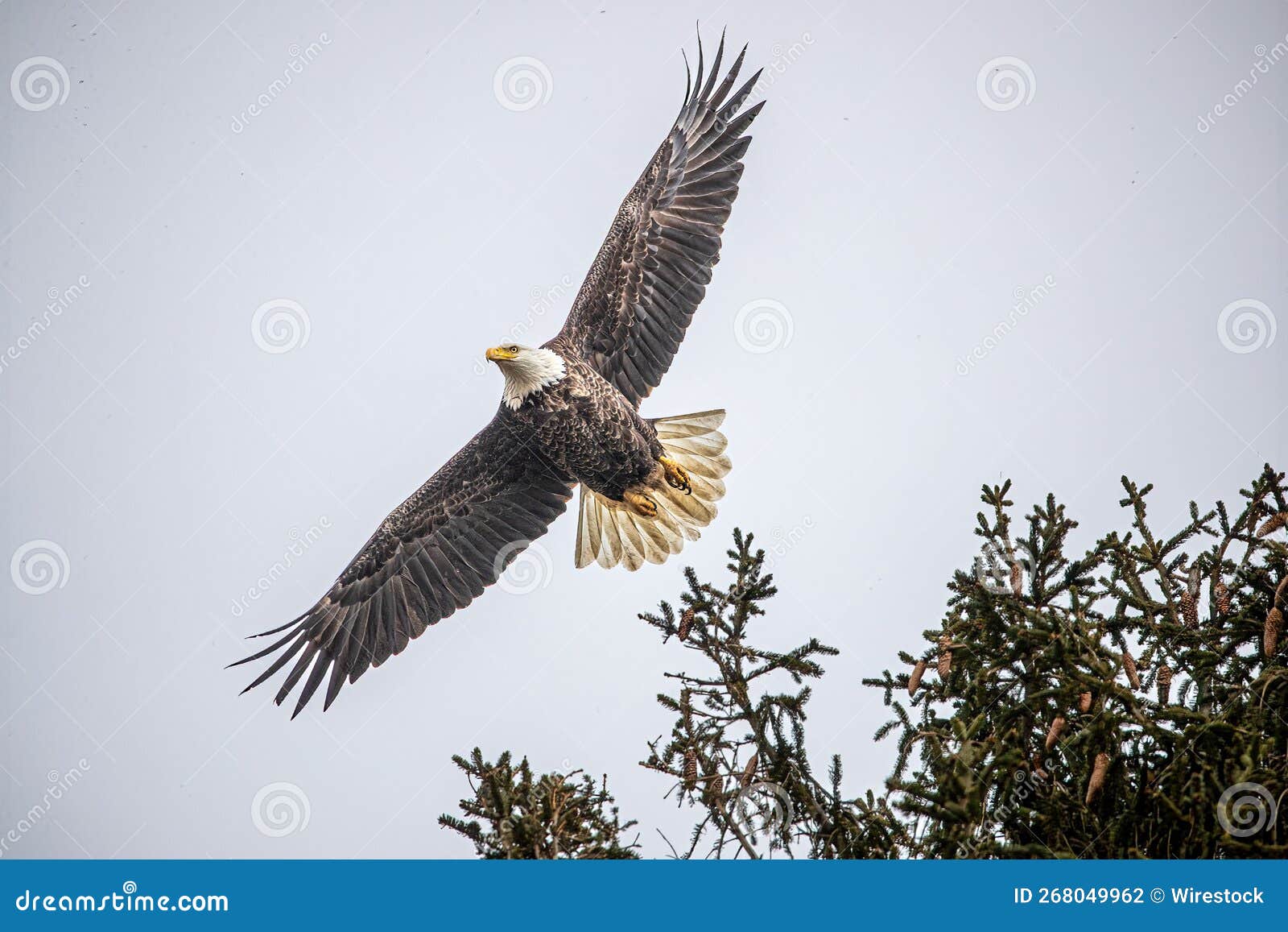 Low Angle Shot of a Bald Eagle Flying in the Air with Its Wings Wide ...
