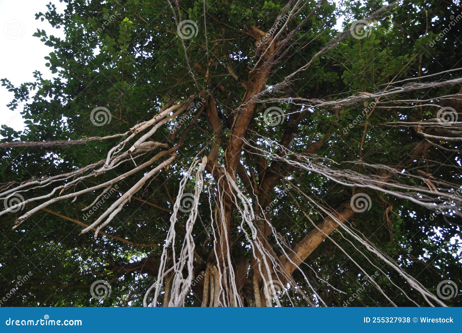 Low Angle Shot of a Banyan Tree with Hanging Branches Stock Photo ...