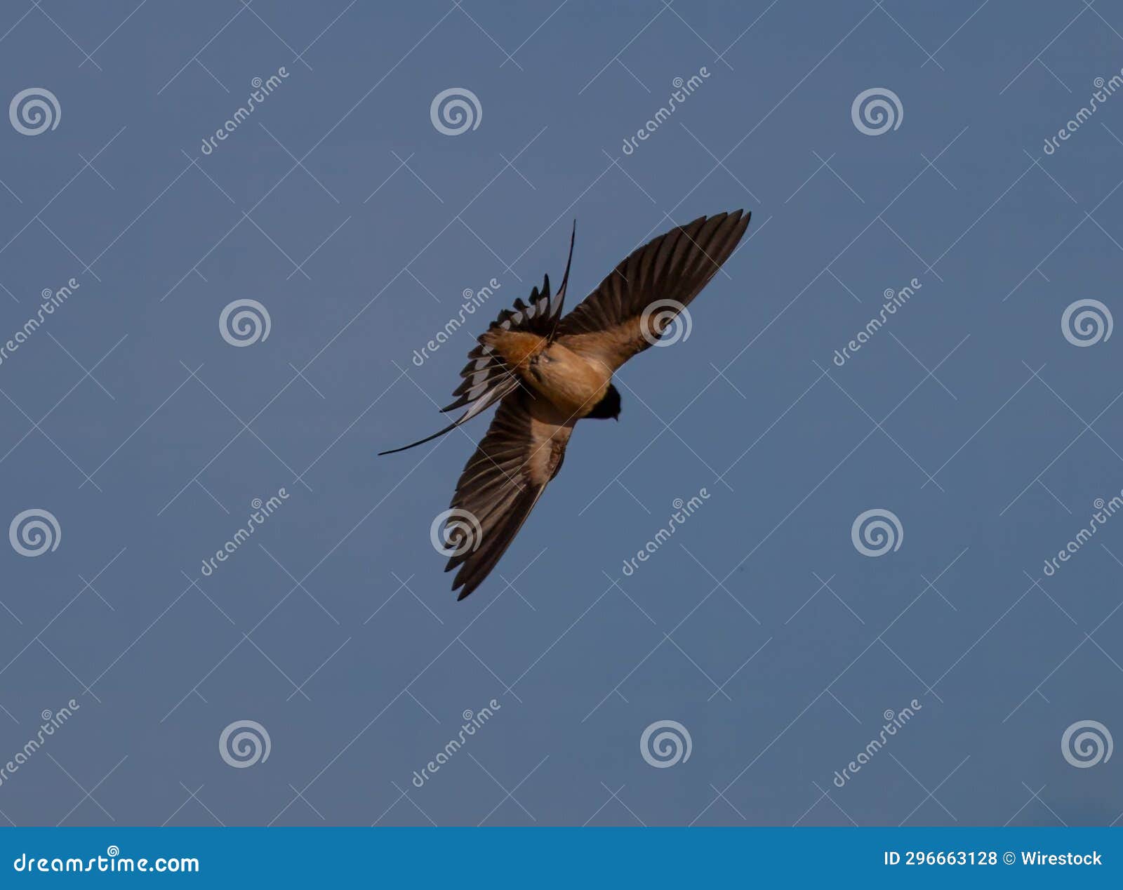 Low Angle Shot of a Barn Swallow Bird Flying in a Blue Sky Stock Photo ...