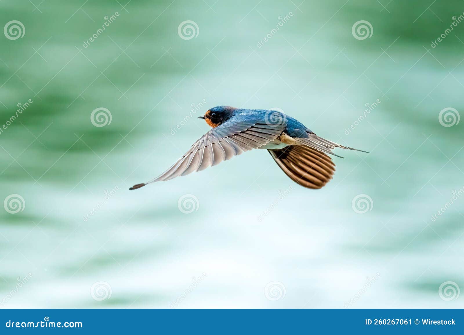 Low Angle Shot of a Barn Swallow Bird Flying in a Clear Sky Stock Image ...