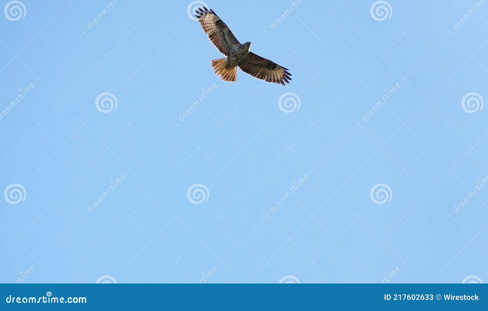 Low Angle Shot of a Beautiful Buzzard Flying Across the Clear Sky Stock ...