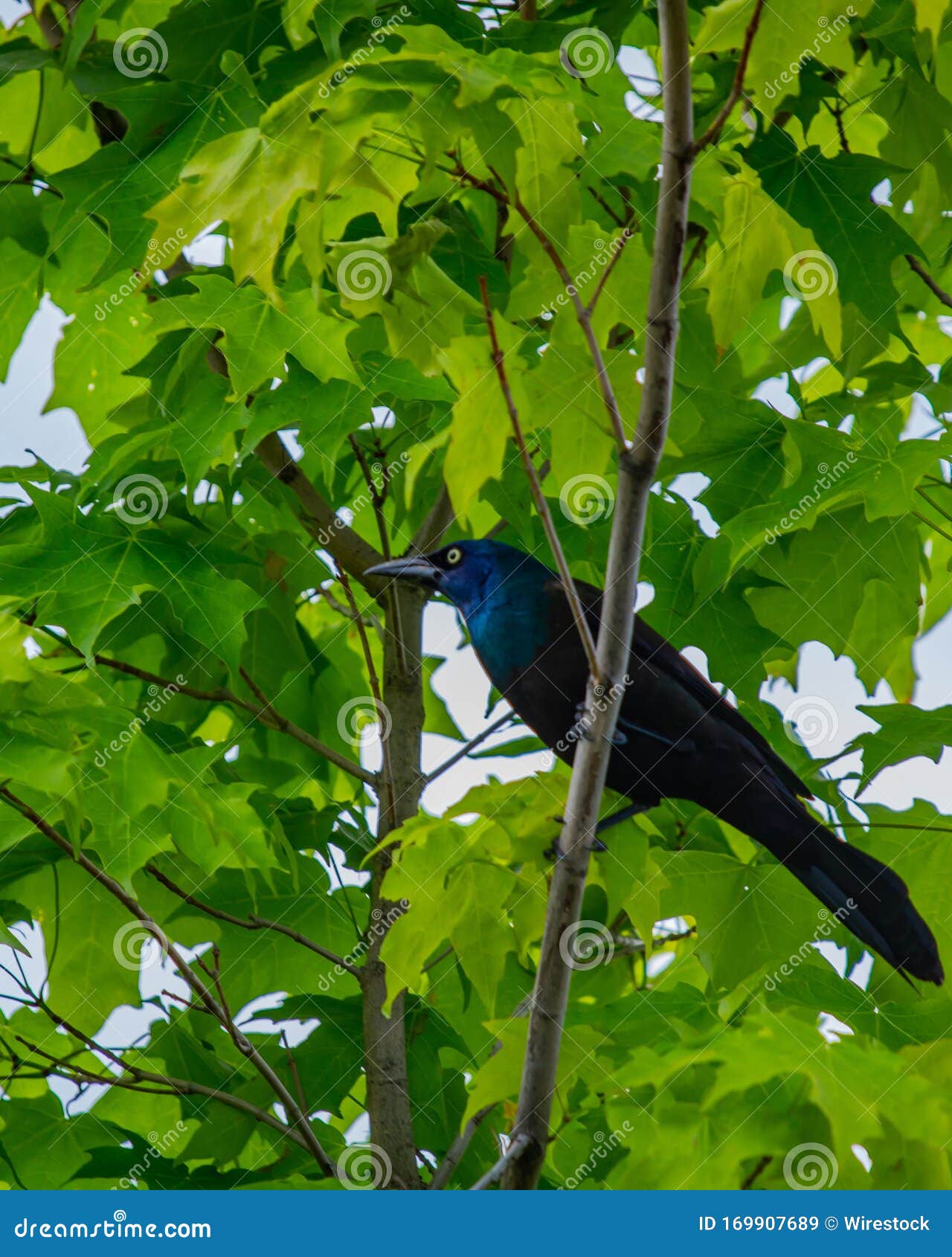 Low Angle Shot of a Beautiful Crow on a Tree Branch Stock Image - Image ...