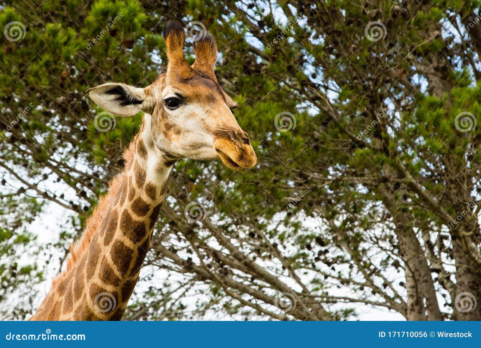 Low Angle Shot of a Beautiful Giraffe Standing in Front of the ...