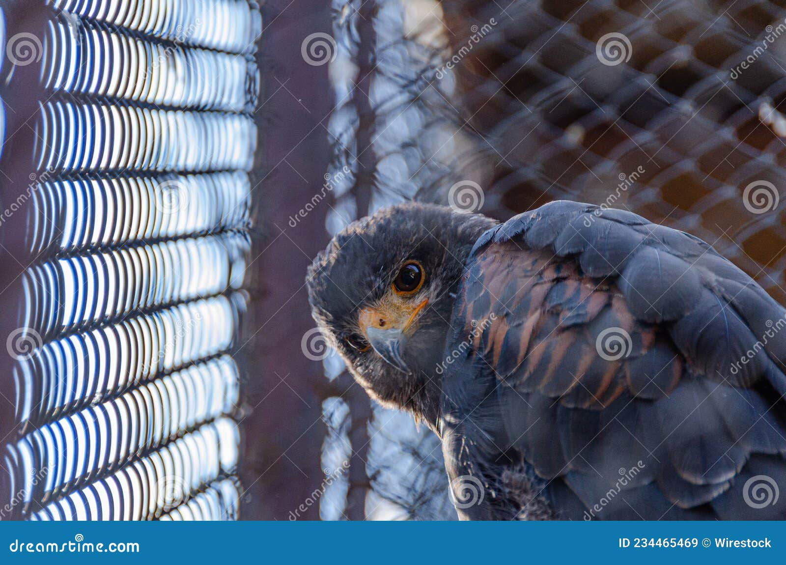 Scary Eagle Standing At The Globe Of Some Of The Roof At Saint Nicholas ...
