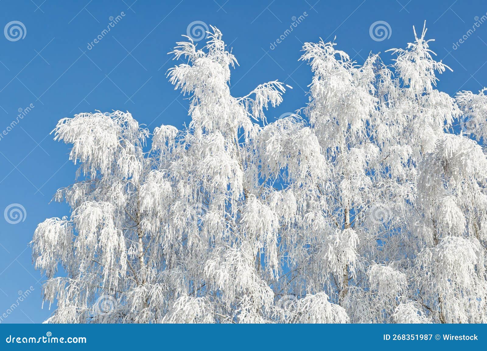 Low Angle Shot of Beautiful Tree Branches Covered in White Snow Under a ...