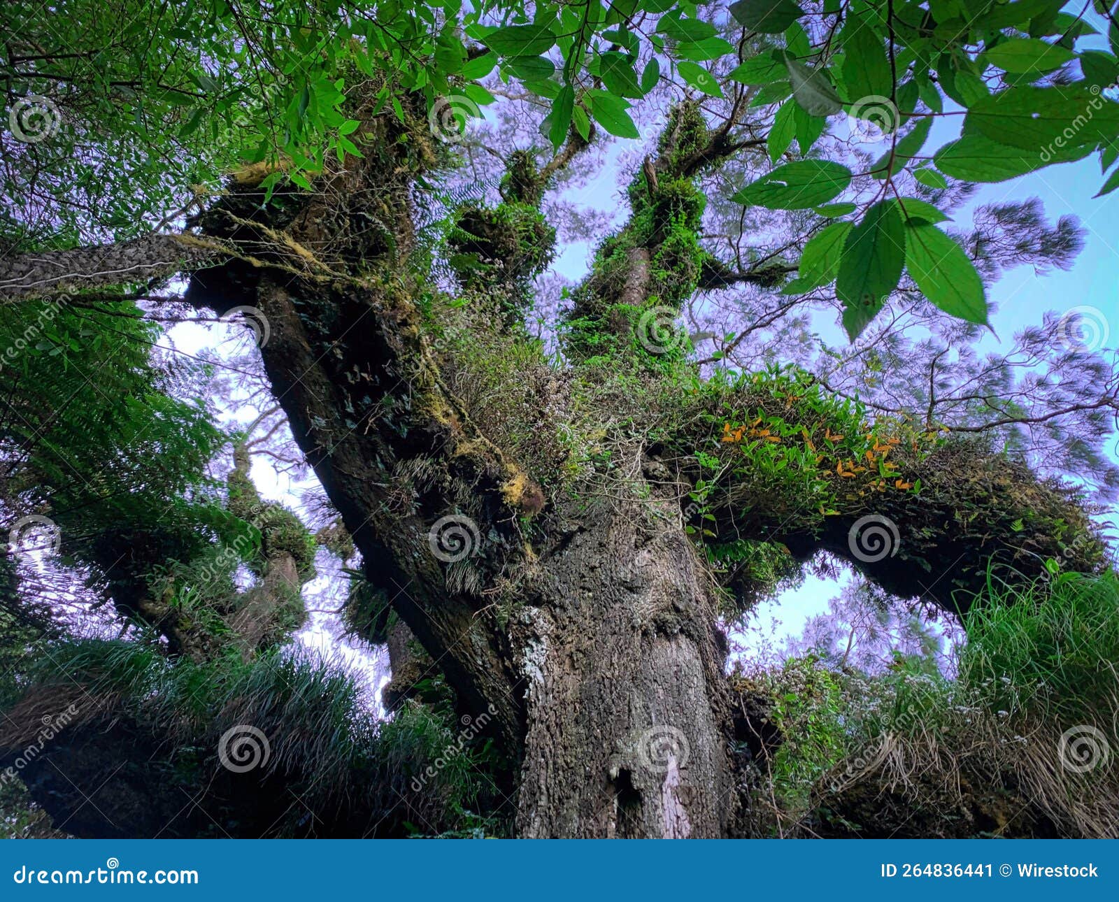 Low-angle Shot of a Beautiful Tree Trunk Covered with Green Foliage ...