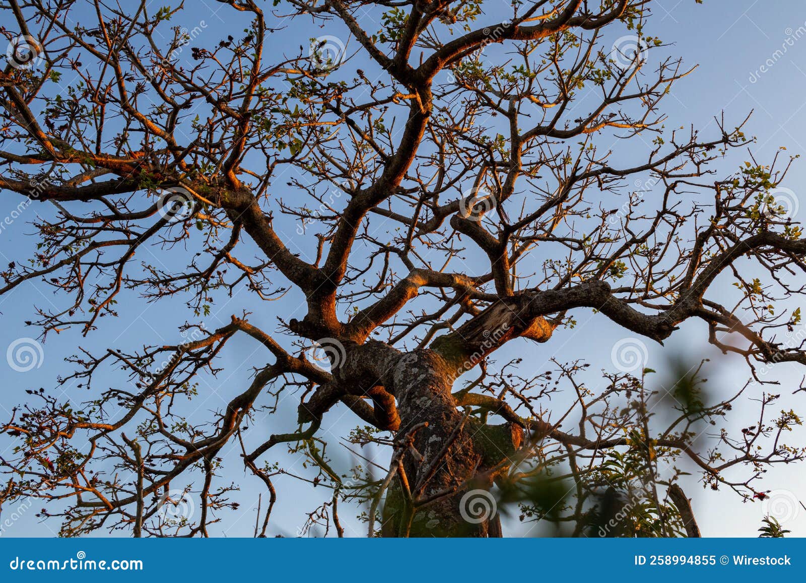 Low-angle Shot of a Beautiful Tree with Twisted Branches on the Sky ...