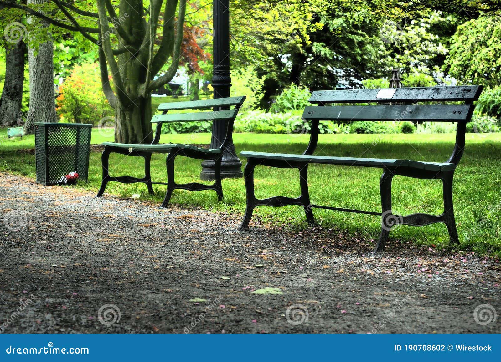 Low Angle Shot of Benches in the Park Surrounded by Trees and Grass ...