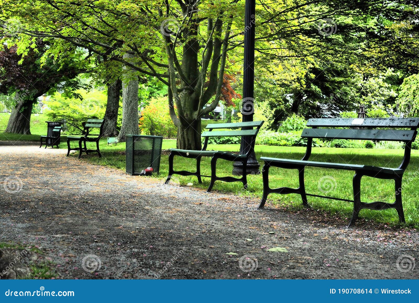 Low Angle Shot of Benches in the Park Surrounded by Trees and Grass ...