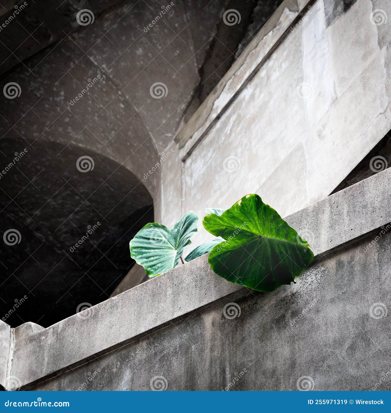 Low-angle Shot of Big Leaves Grown Inside of a Building Stock Image ...
