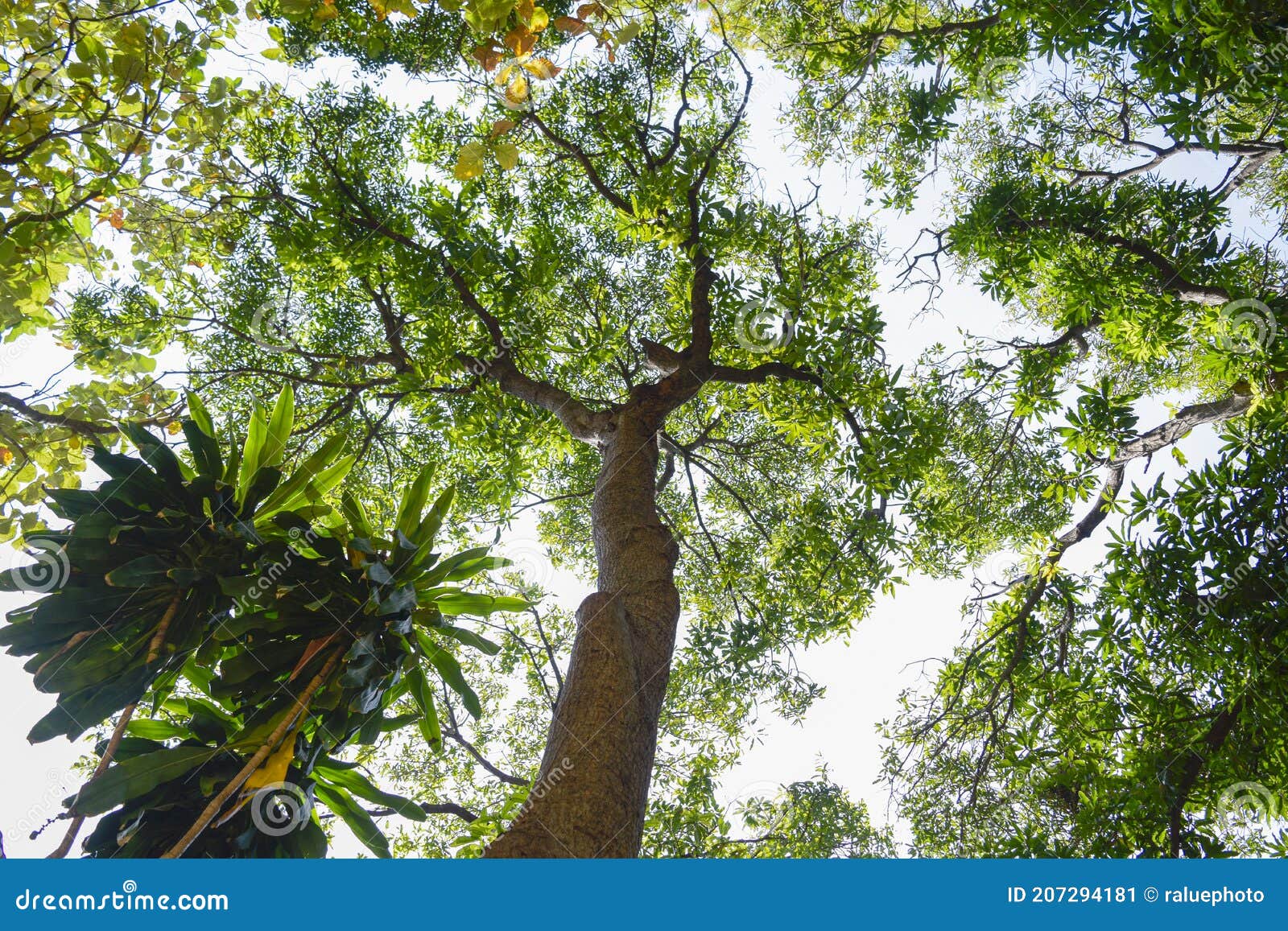 Low Angle Shot of a Big Tree with Many Branches Stock Image - Image of ...