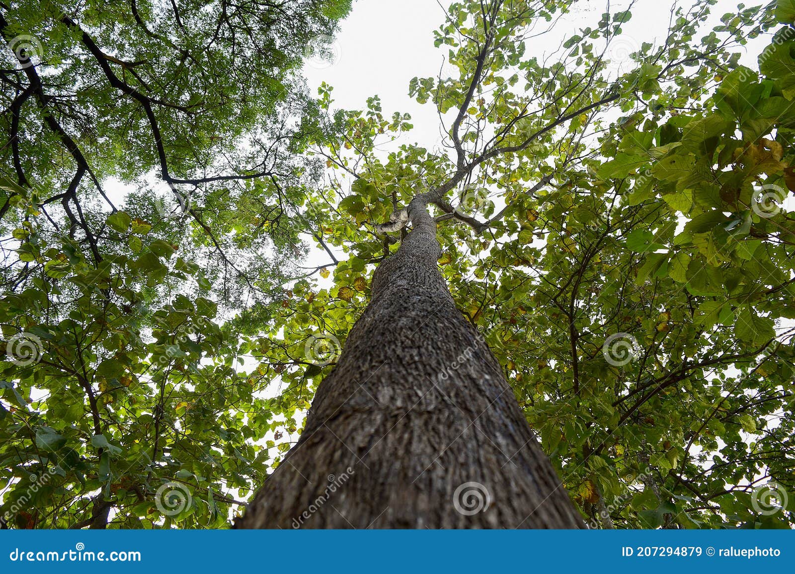 Low Angle Shot of a Big Tree with Many Branches Stock Image - Image of ...