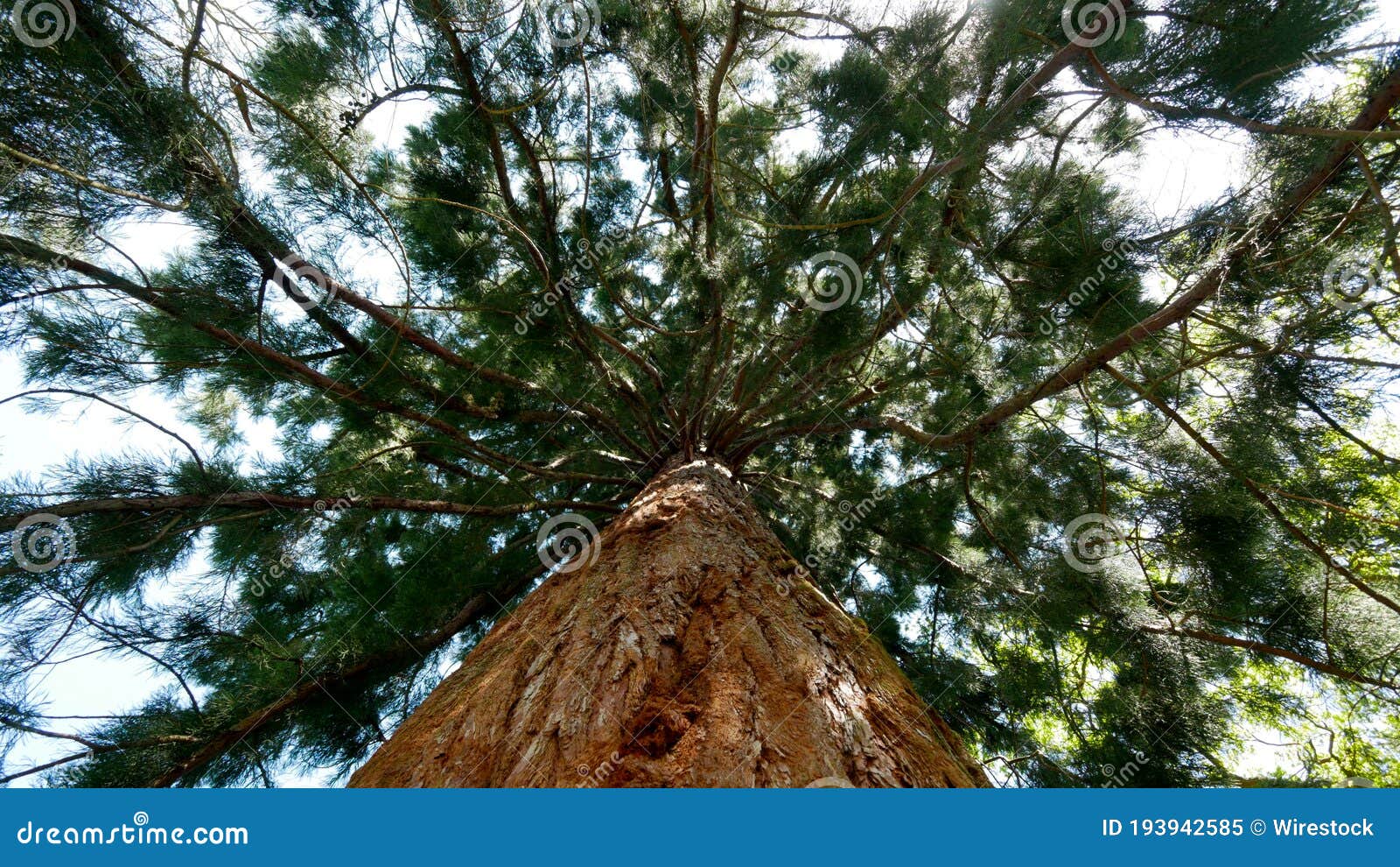 Low Angle Shot of a Big Tree on a Sunny Sky Background Stock Image ...