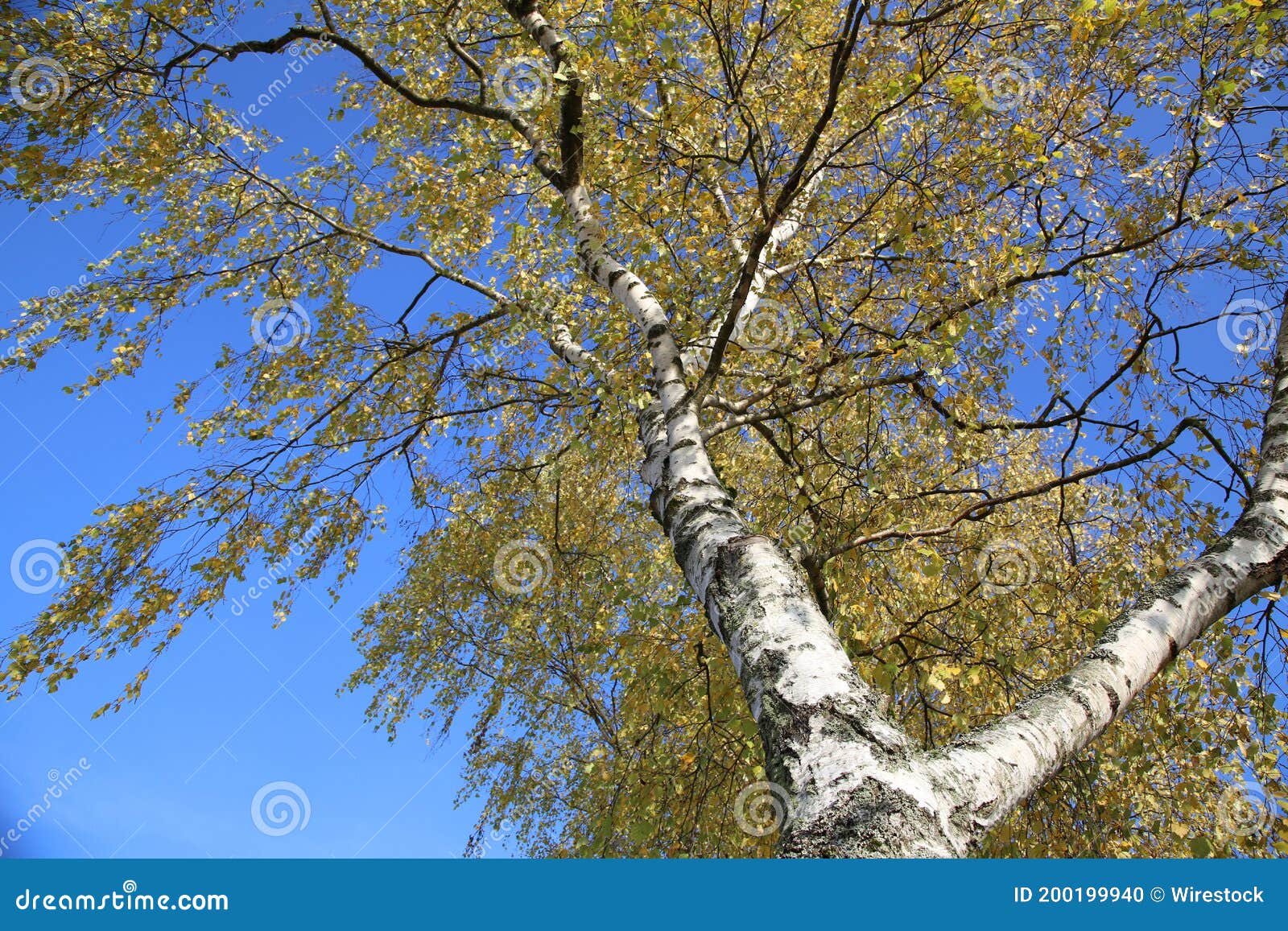 Low-angle Shot of a Birch Tree with Branches and Leaves Stock Photo ...