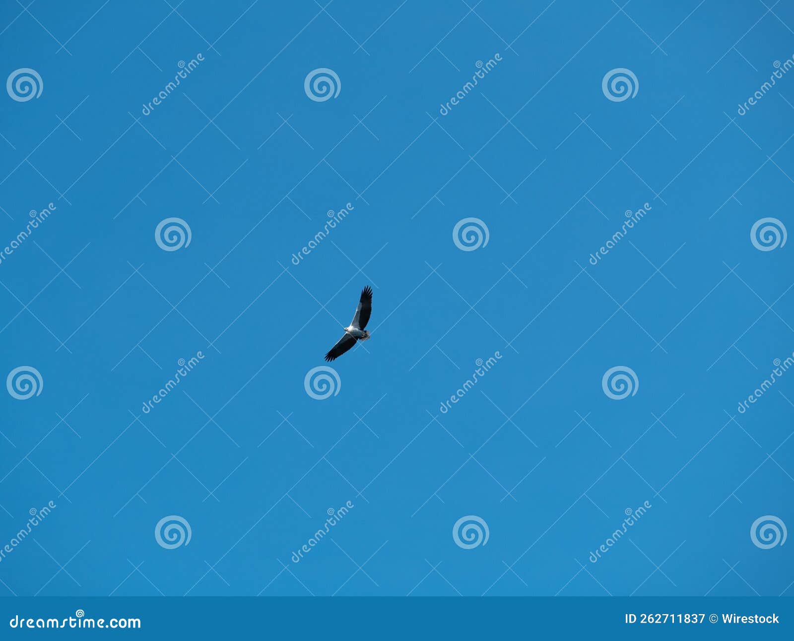 Low Angle Shot of a Bird Flying with Open Wings on a Background of a ...