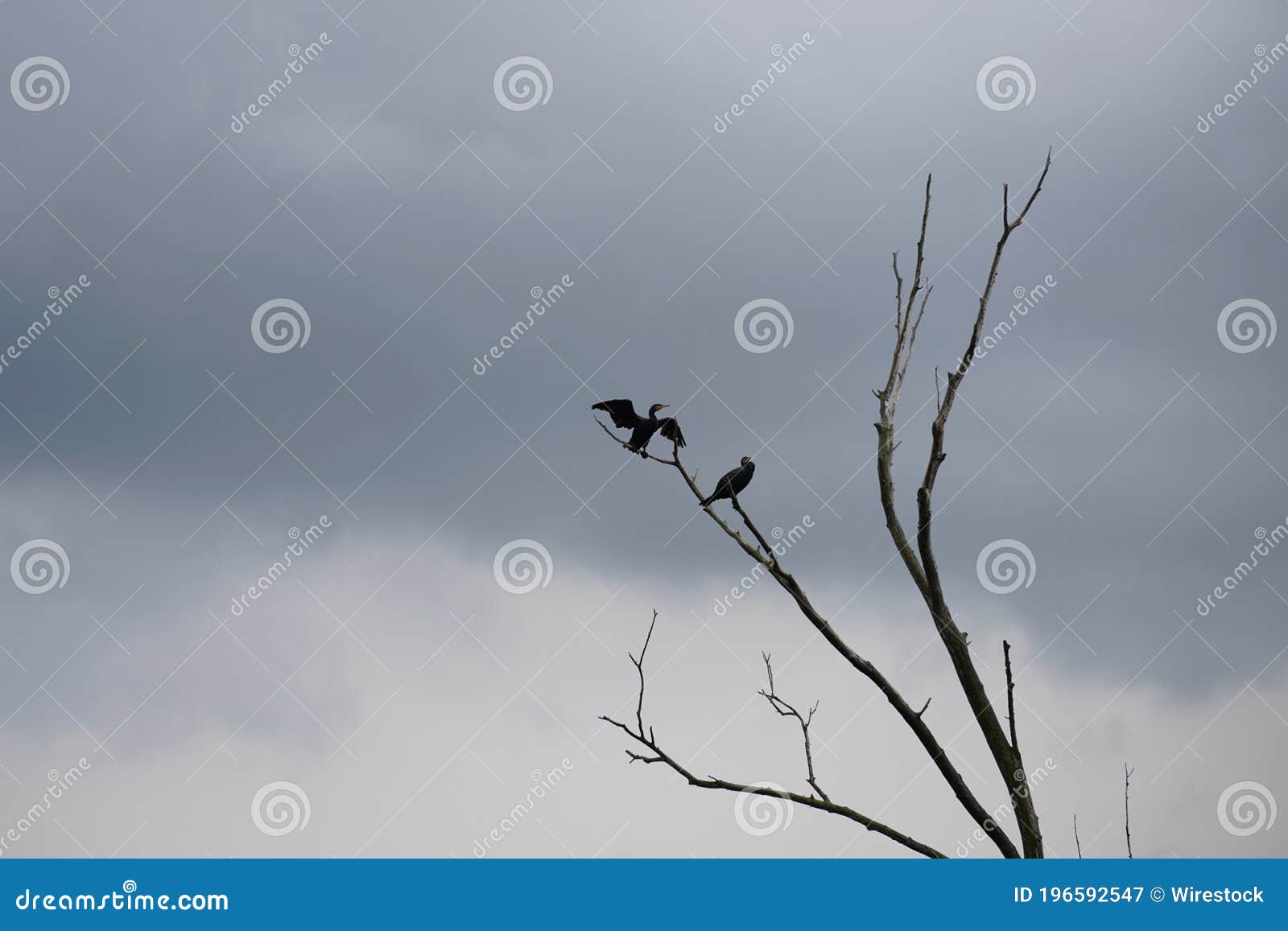 Low Angle Shot of Birds Perched on Tree Branches Under Storm Clouds ...
