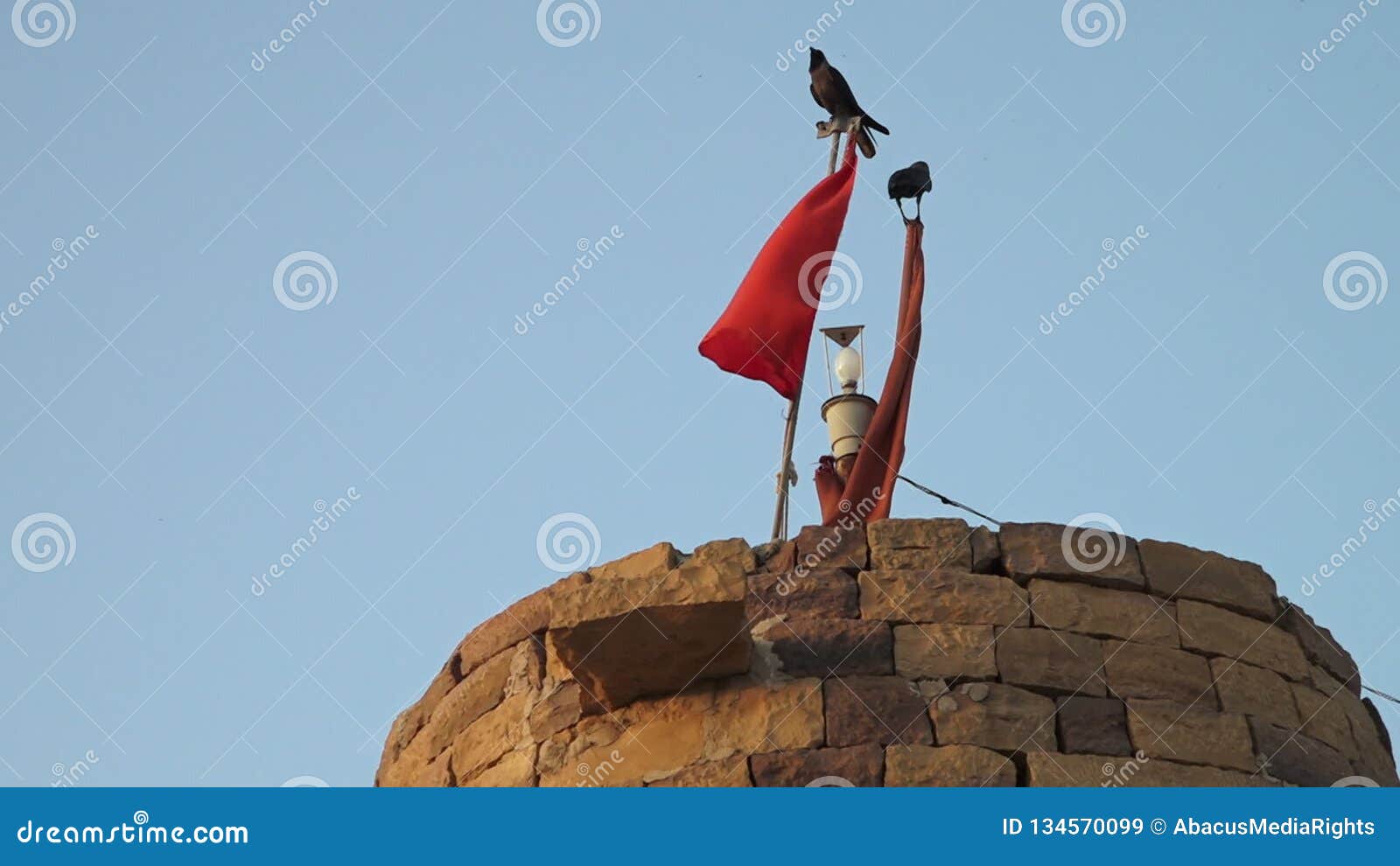 Birds resting on flags stock video. Video of rest, bricks - 134570099