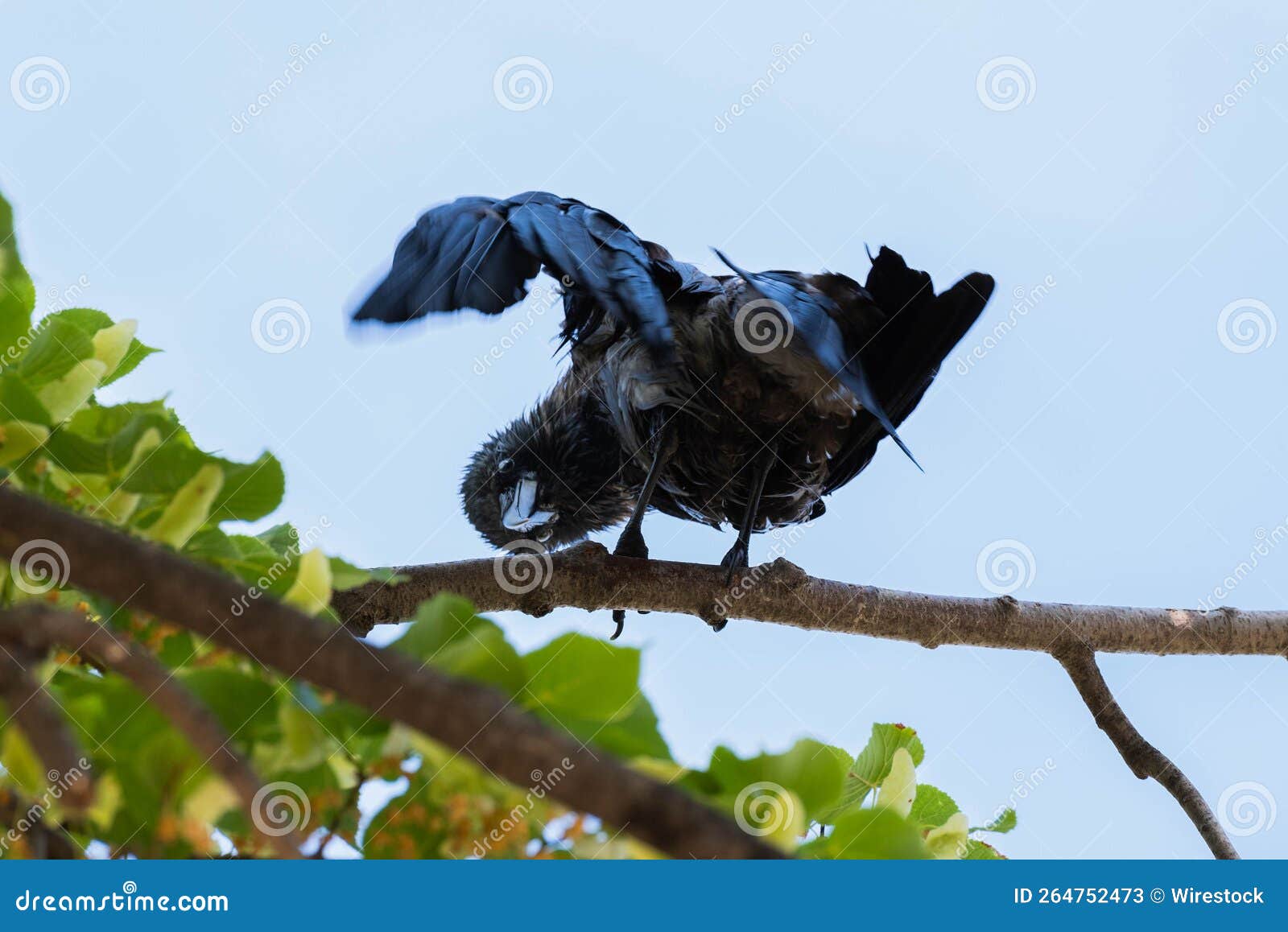 Low Angle Shot of Black and Blue Common Raven Perched on a Branch ...