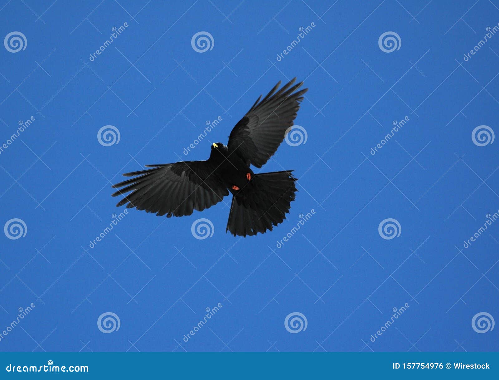 Low Angle Shot of a Black Common Raven Flying in a Blue Sky Stock Photo ...