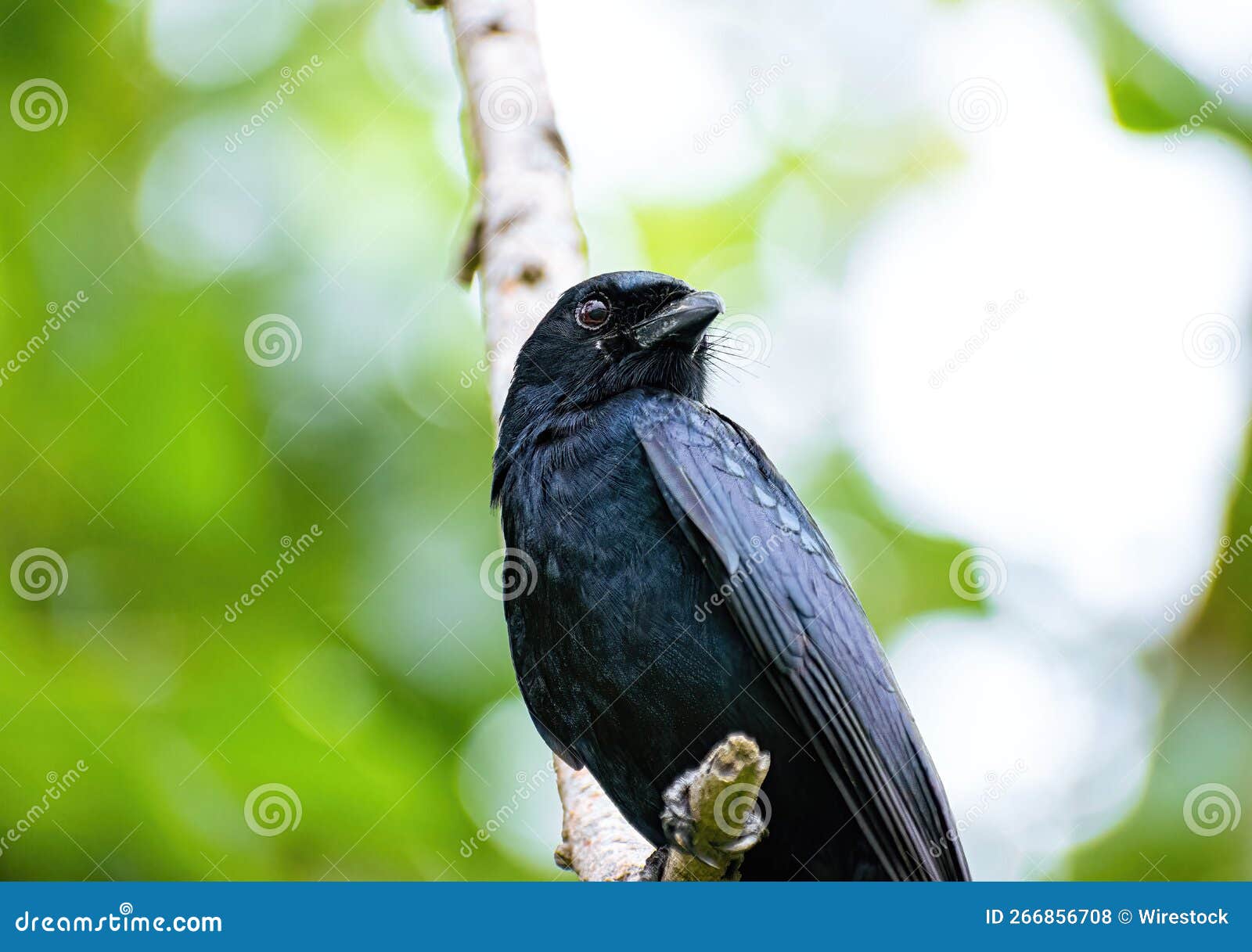 Low Angle Shot of a Black Crow Perched on a Tree Branch Stock Photo ...