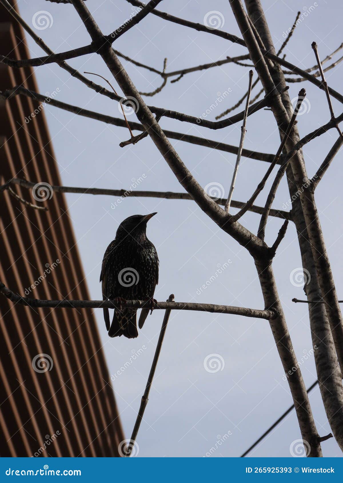 Low Angle Shot of a Black Crow Perching on the Branch Stock Image ...