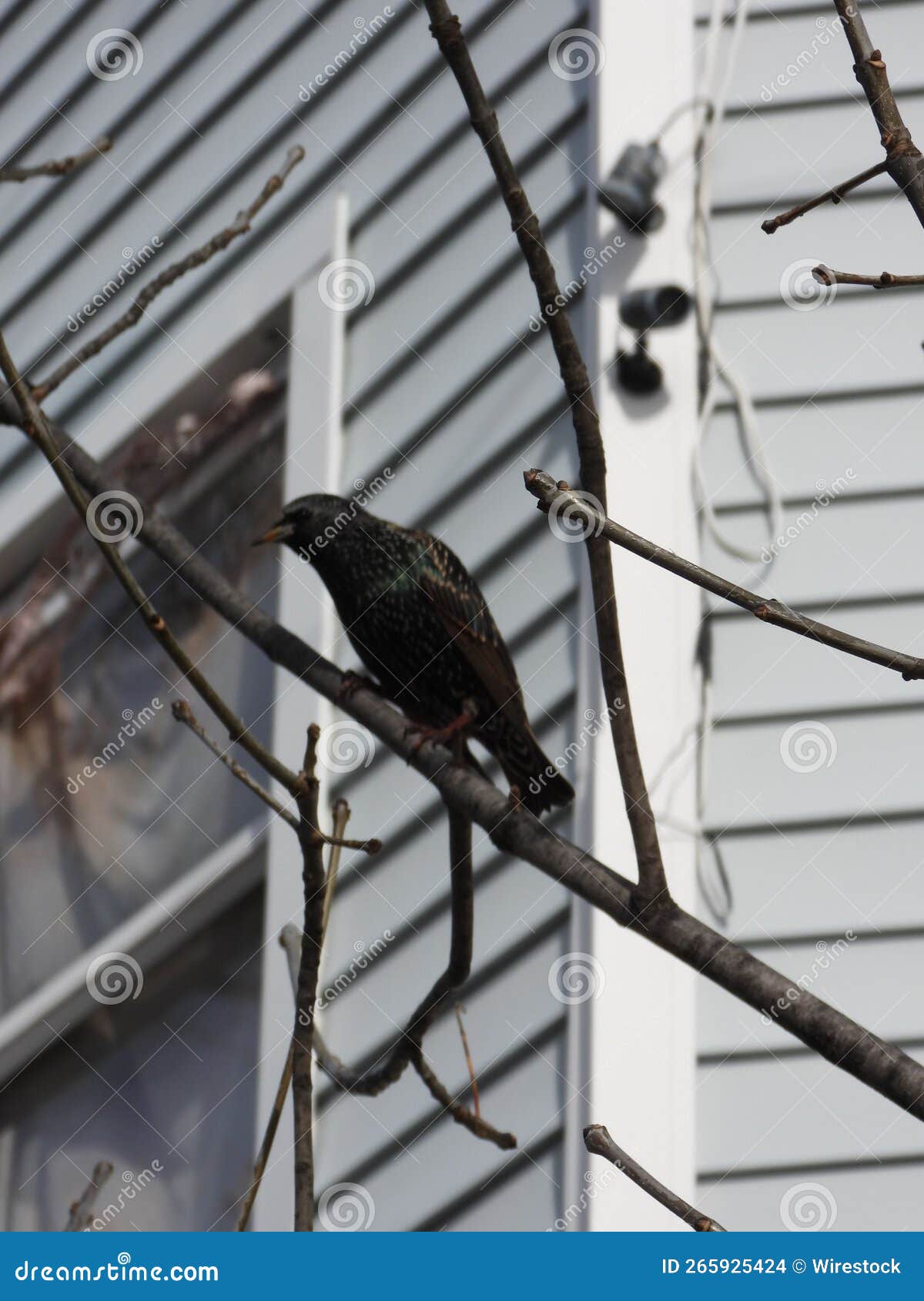 Low Angle Shot of a Black Crow Perching on the Branch Stock Photo ...
