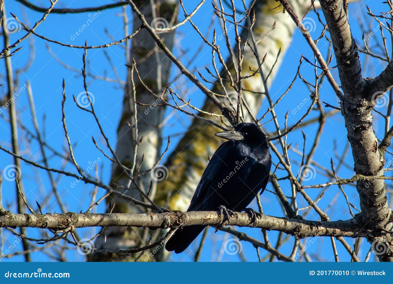 Low Angle Shot of a Black Crow Sitting on the Branches of a Tree during ...