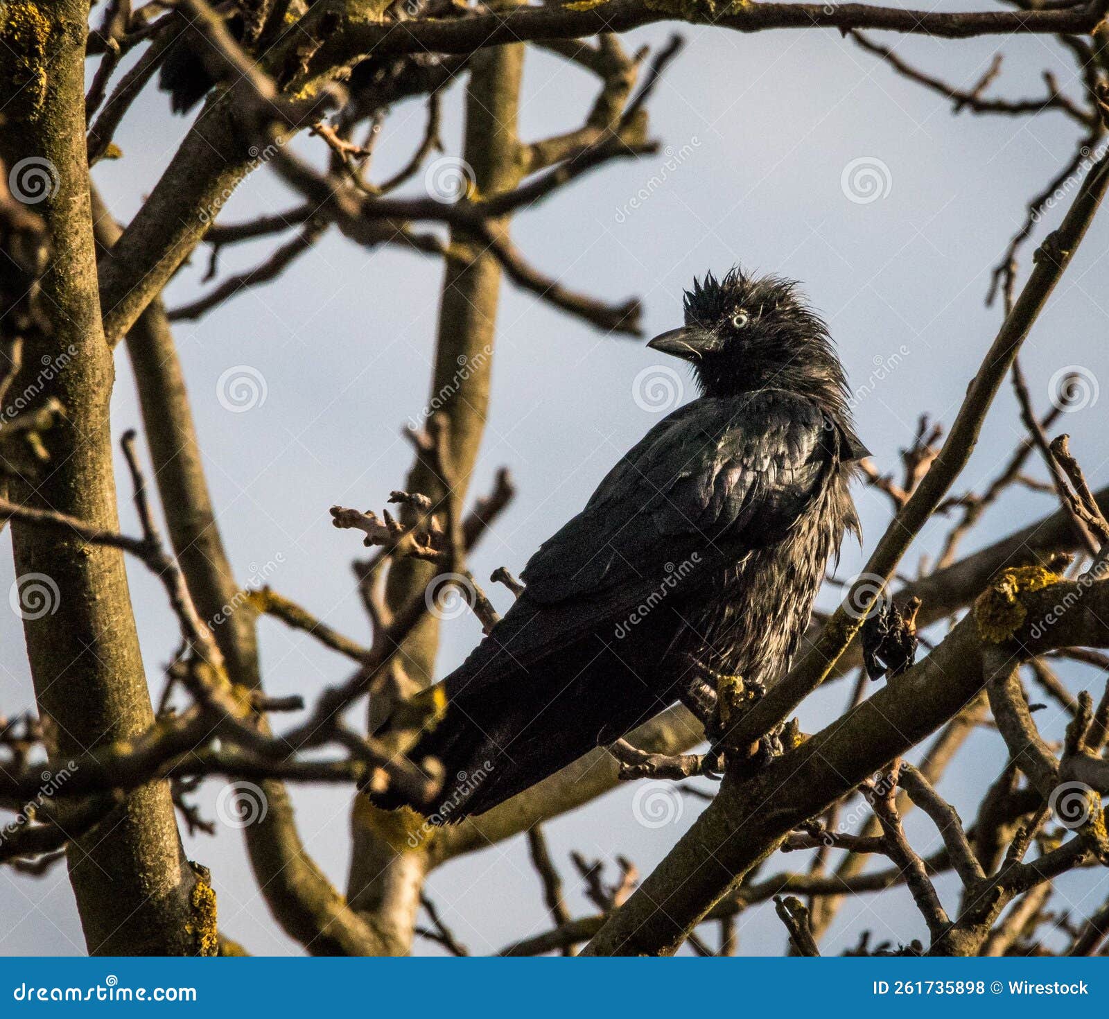 Low Angle Shot of a Black Fluffy Crow Perched on a Bare Tree Stock ...