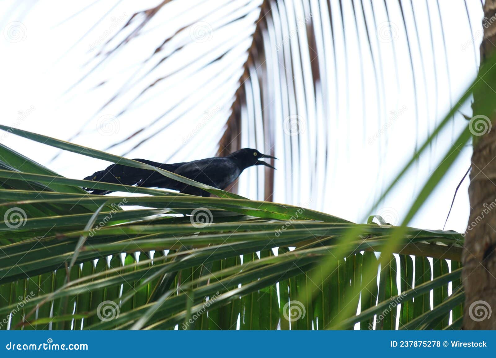 Low Angle Shot of a Blackbird Stock Photo - Image of sunset, beautiful ...