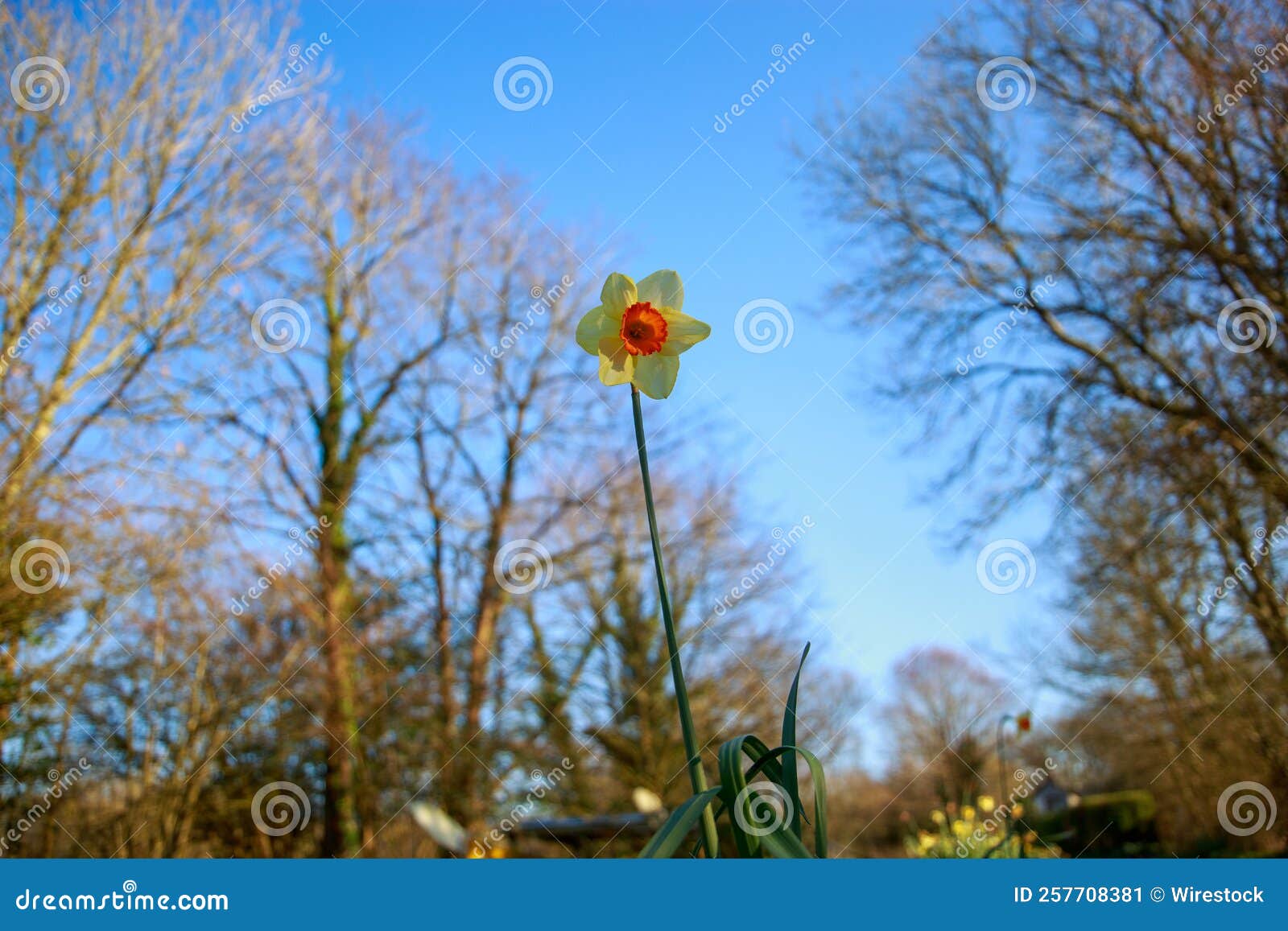 Low Angle Shot of a Blooming Daffodil Flower on a Field Stock Image ...
