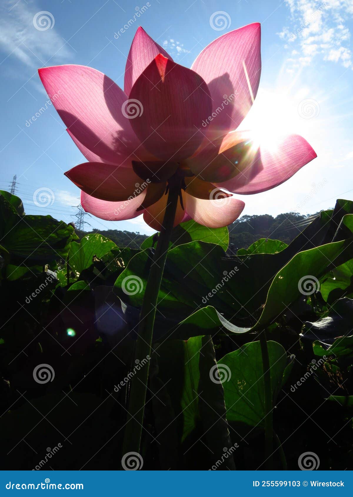 Low-angle Shot of a Blooming Lotus Flower Stock Image - Image of flora ...