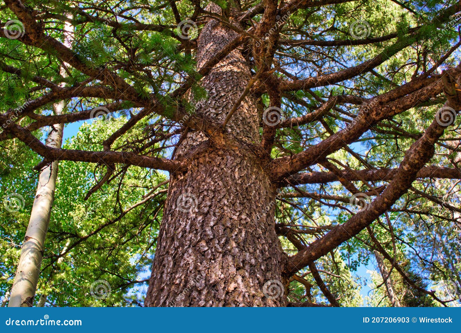 Low Angle Shot of Branches on a Pine Tree Stock Image - Image of trees ...