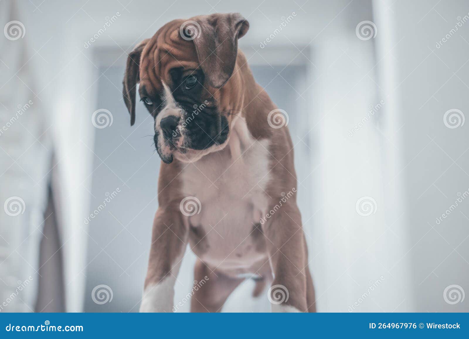 Low-angle Shot of a Brown Boxer Dog Looking Down Stock Photo - Image of angle, brown: 264967976