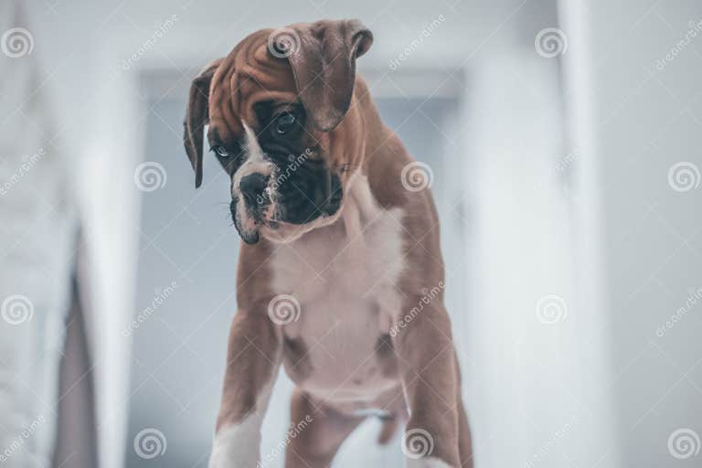 Low-angle Shot of a Brown Boxer Dog Looking Down Stock Photo - Image of ...