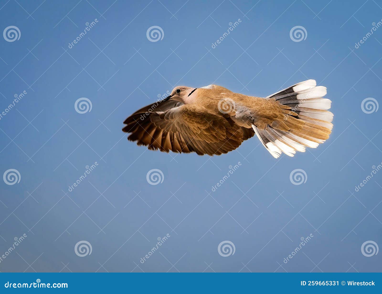 Low Angle Shot of a Brown Dove Flying in a Blue Sky Stock Image - Image ...