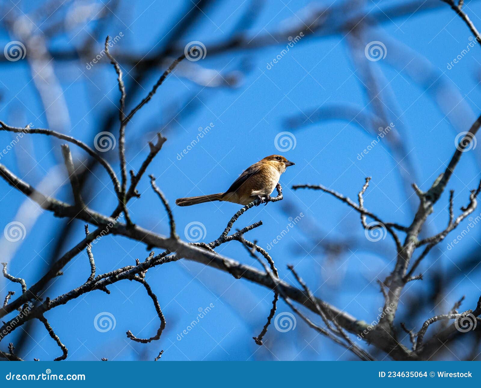 Low Angle Shot of a Bull-headed Shrike Perched on a Tree Branch Under ...