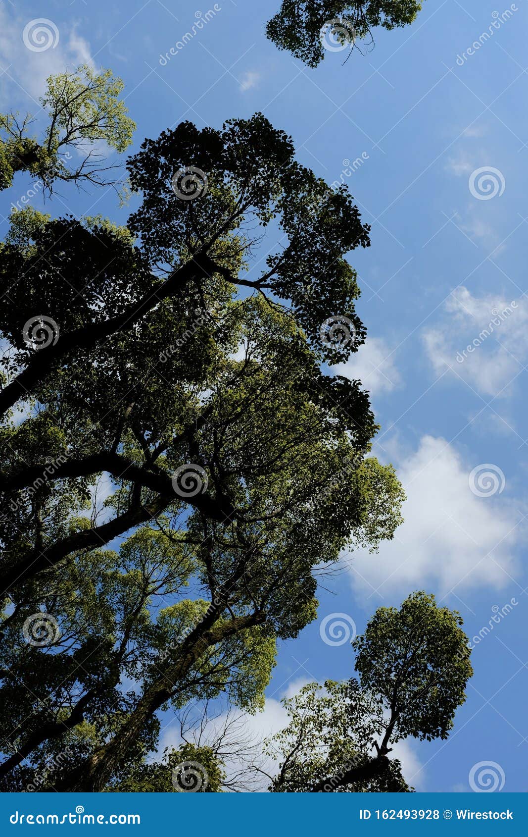 Low Angle Shot of Bushy Branches of an Oak Tree in Summer Under the ...