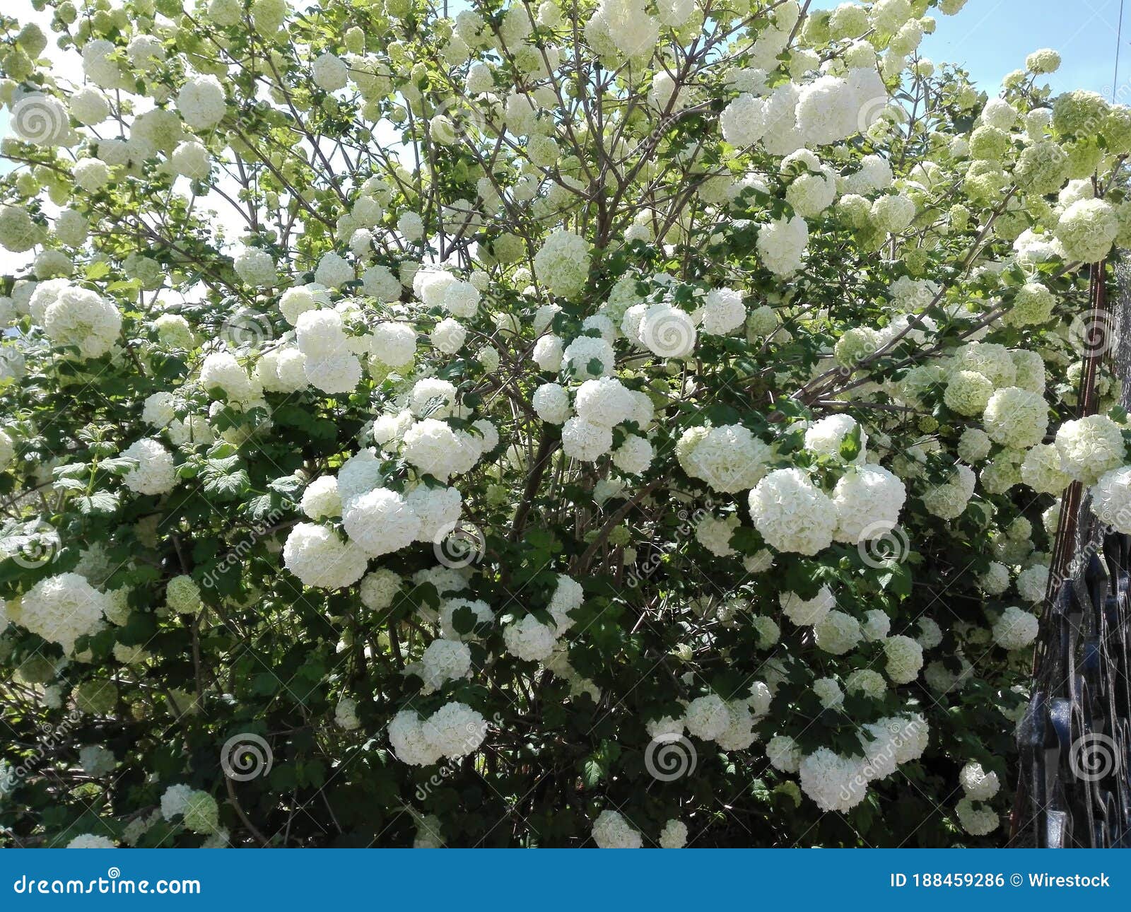Low Angle Shot of a Chinese Snowball Tree Stock Photo - Image of ...