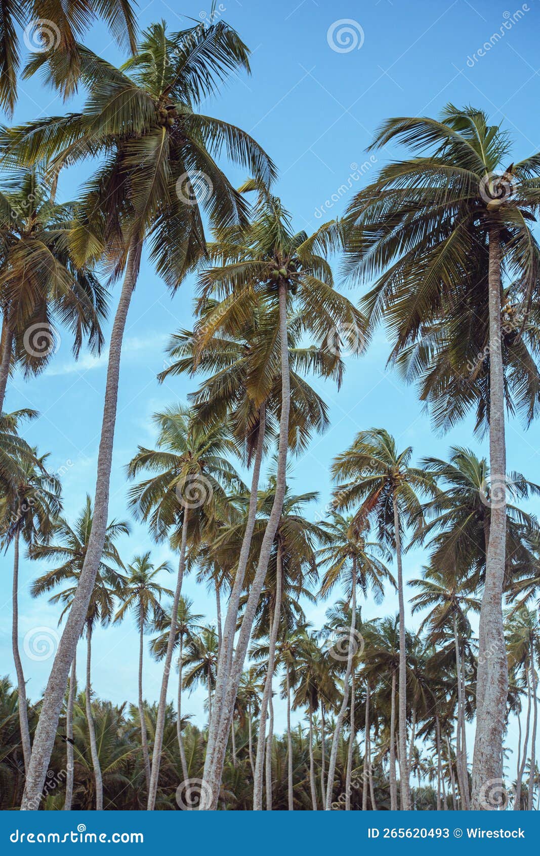 Low-angle Shot of Coconut Trees in a Beach Stock Image - Image of ...