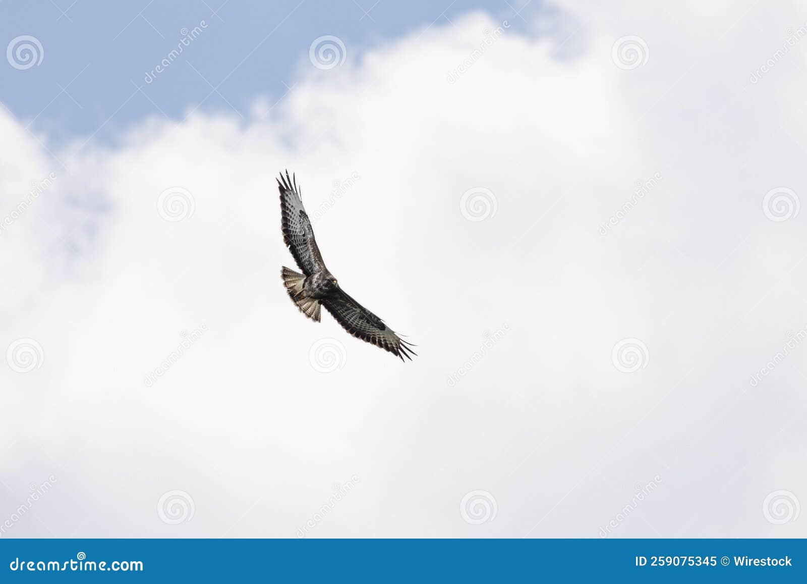 Low-angle Shot of the Common Buzzard Flying in the Sky Stock Image ...