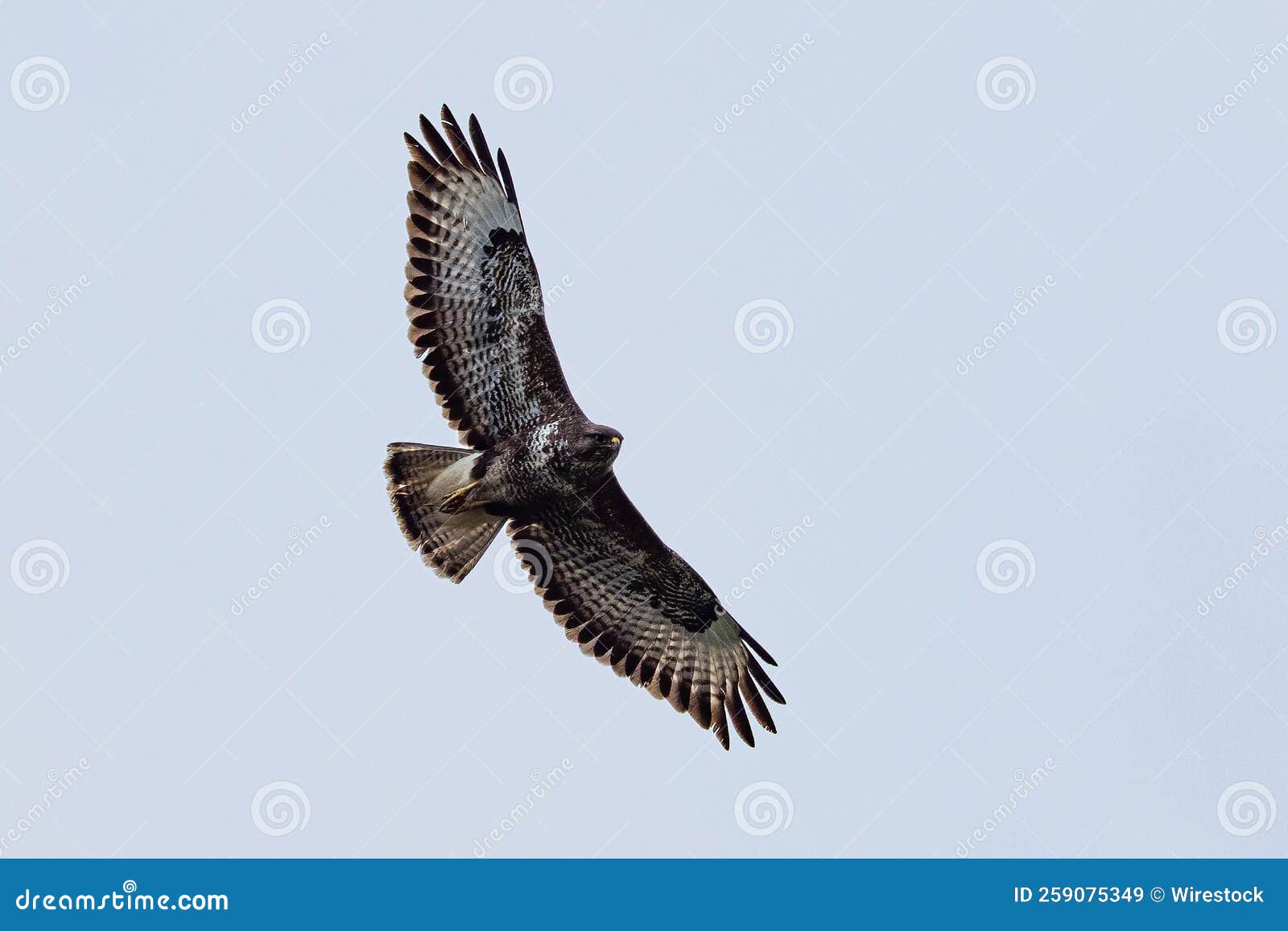 Low-angle Shot of the Common Buzzard Flying in the Sky Stock Image ...
