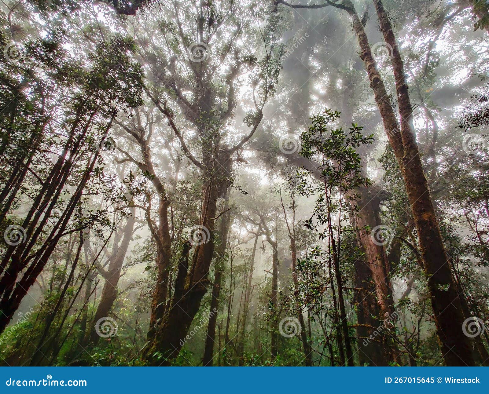 Low Angle Shot of the Costa Rican Rainforest Stock Image - Image of ...