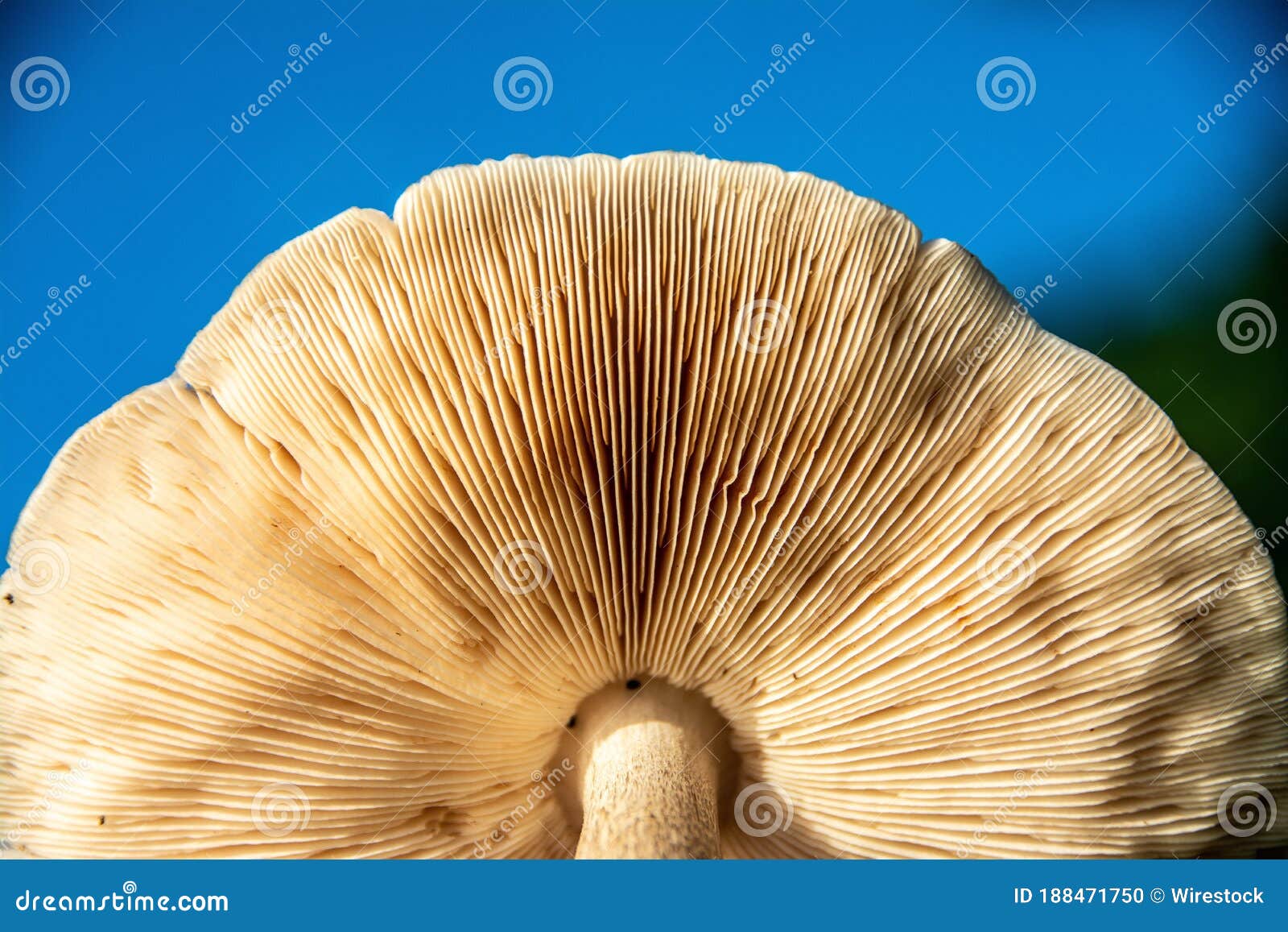 Low Angle Shot of a Cream Mushroom Bottom Side Under Sunlight Stock ...
