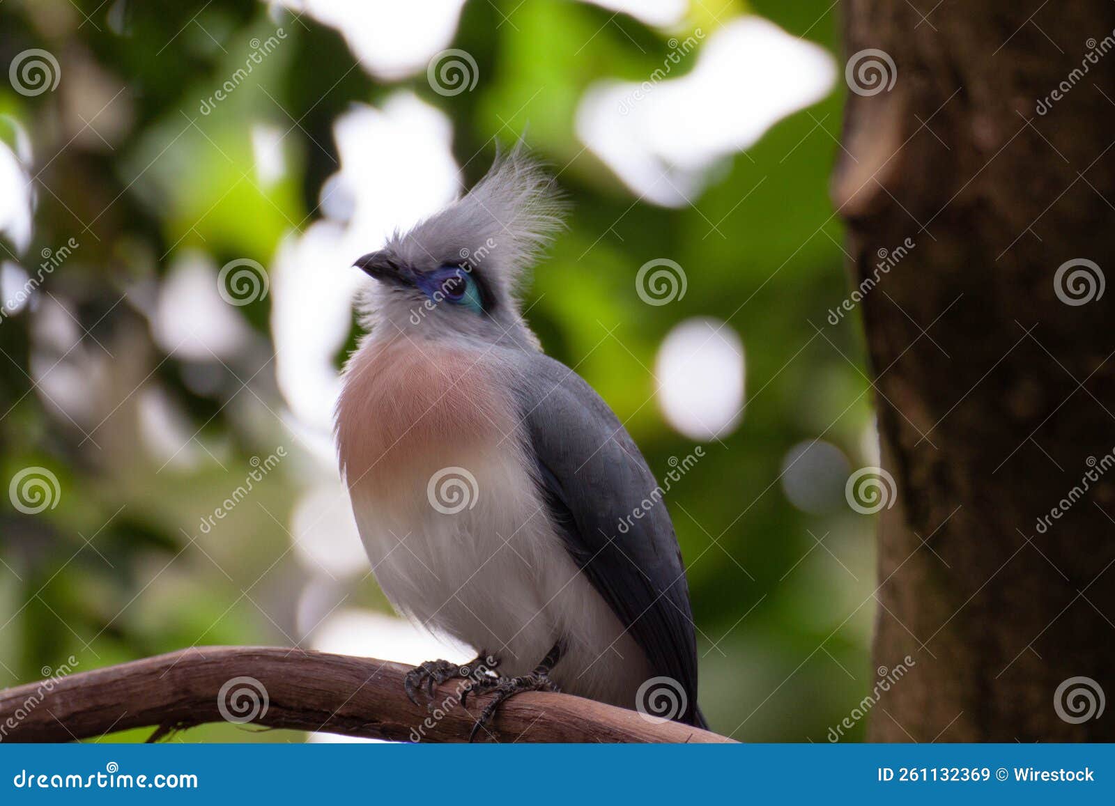 Low Angle Shot of a Crested Coua Bird Perched on a Tree Branch Stock ...