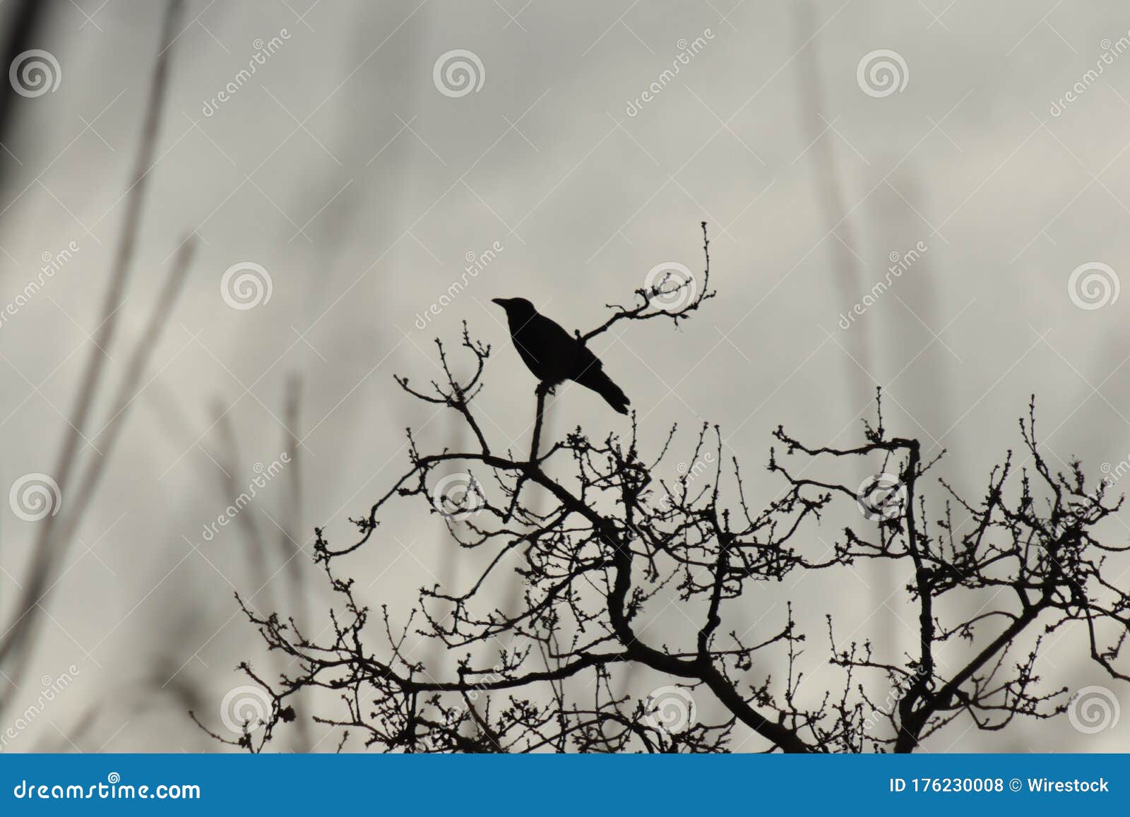 Low Angle Shot of a Crow Bird Resting on a Tree Branch with a Gray Sky ...