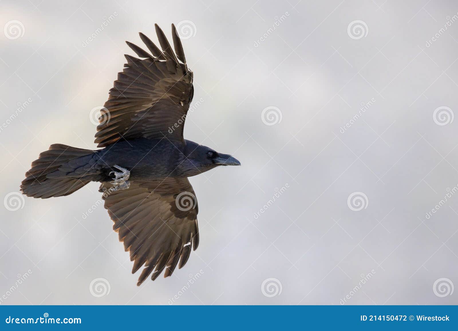 Low Angle Shot of a Crow Flying Under the Cloudy Sky Stock Photo ...