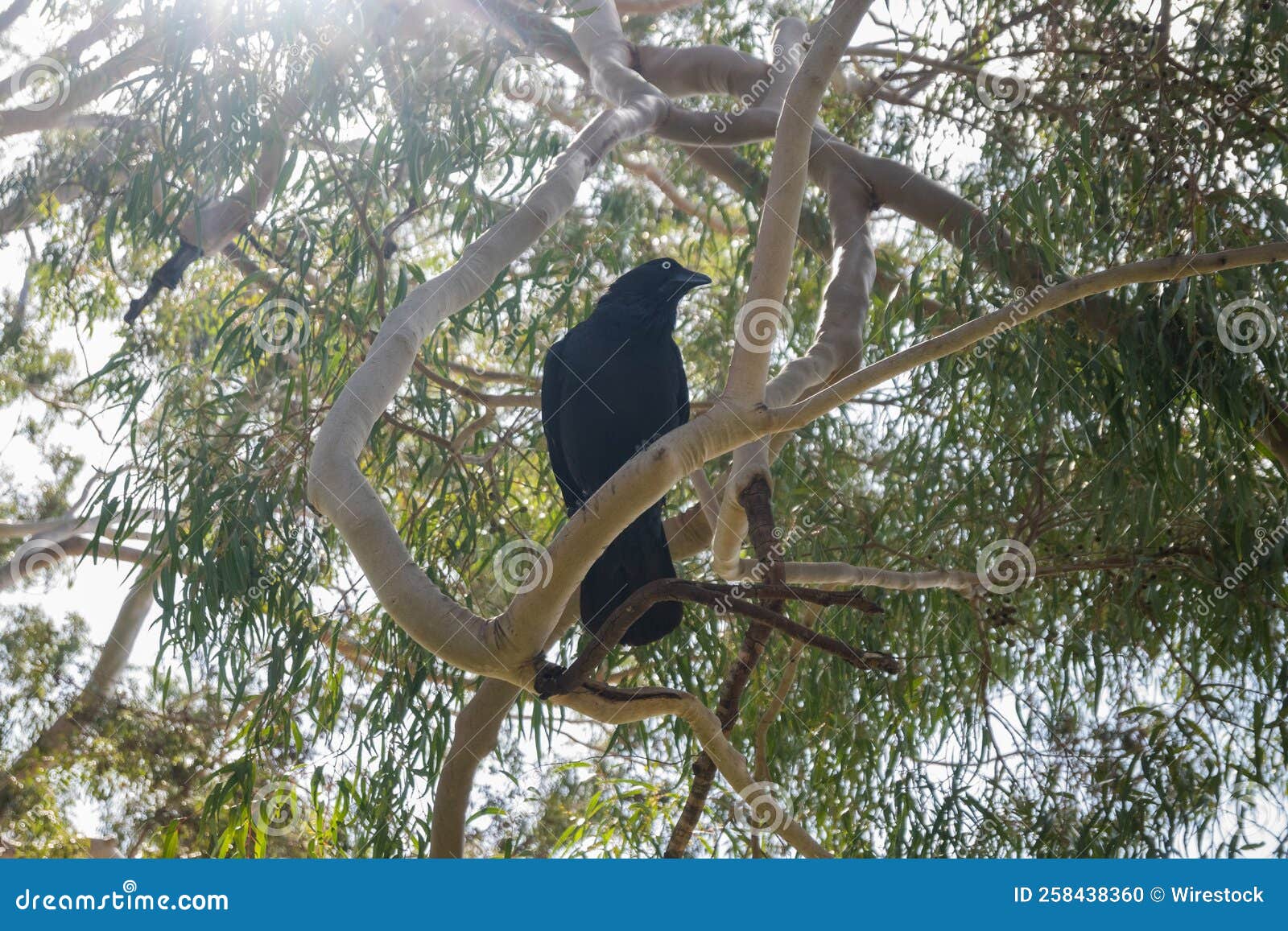 Low Angle Shot of a Crow Perched on a Eucalyptus Branch Stock Photo ...