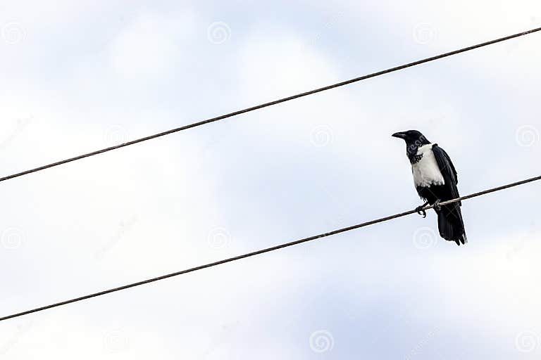 Low Angle Shot of a Crow Sitting on a Wire with a Blurred Background ...
